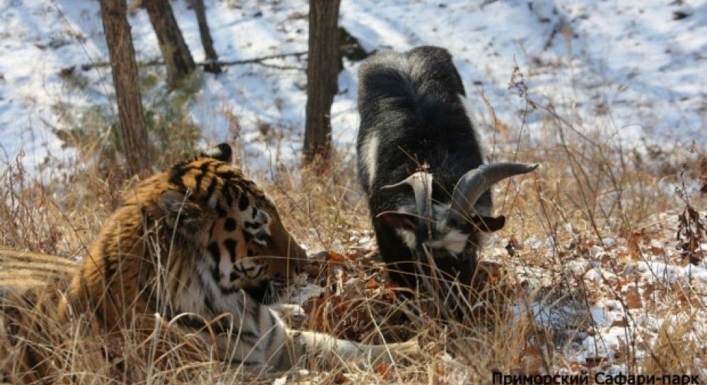 Фахівець з котячих оцінив ймовірність з'їдання тигром козла Тимура | УНІАН