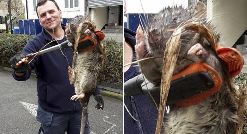 На детской площадке в Лондоне нашли метровую крысу (фото)