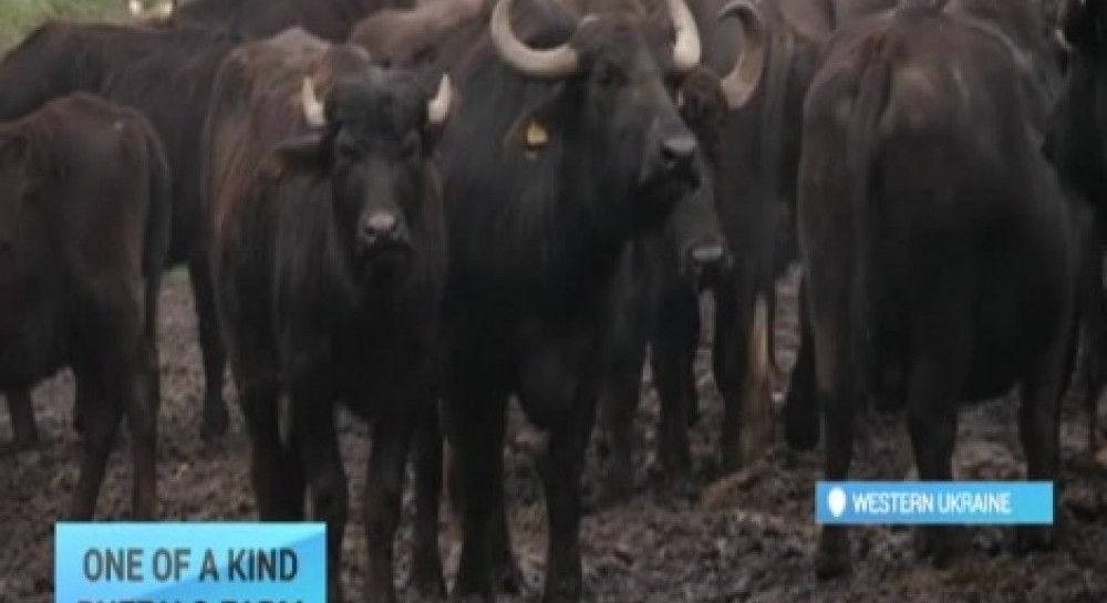 Exploring Ukraine: one-of-a-kind buffalo farm | UNIAN