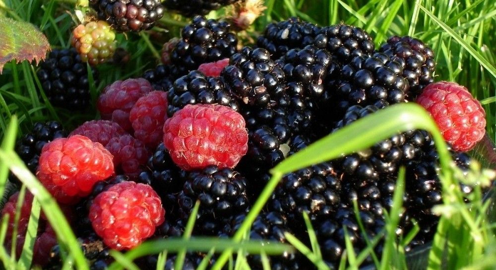 Ukraine looks to expand fruit and berry exports to EU | UNIAN