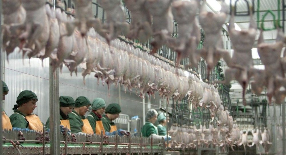 Ukraine to boost poultry exports to Saudi Arabia | UNIAN