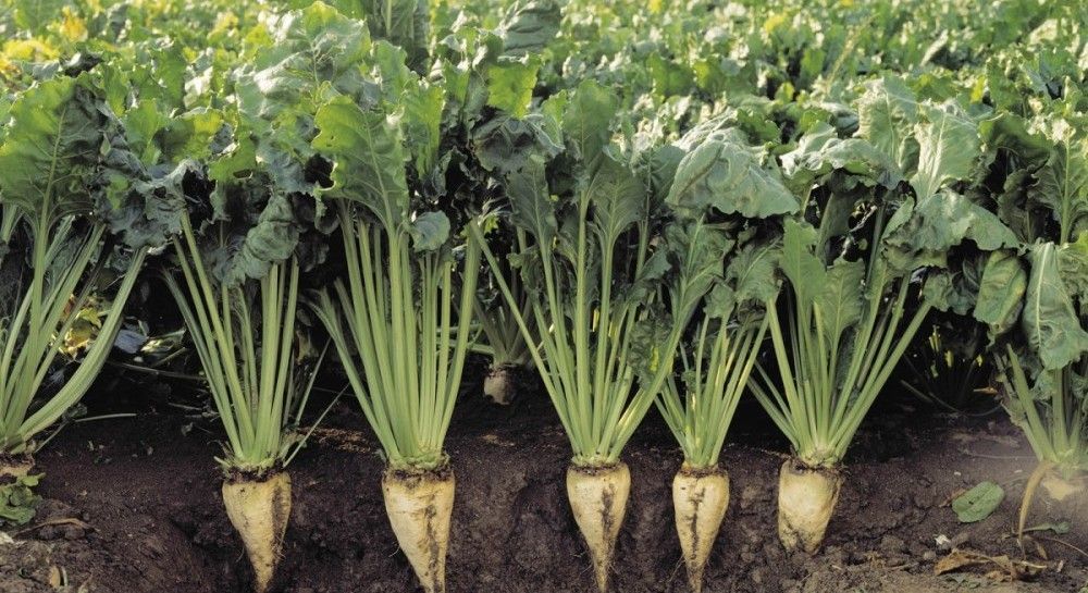 Areas under sugar beet crops in Ukraine may shrink by quarter in 2019 ...