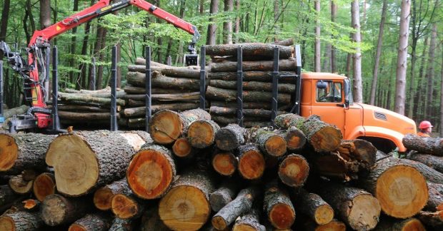PM Groysman estimates timber smuggling at up to US$303 mln per year