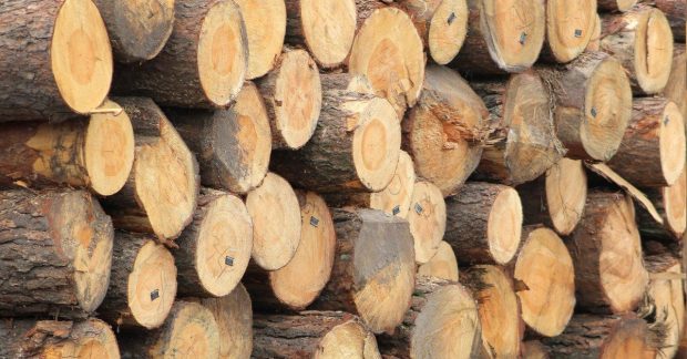 Timber - Ukraine starts round timber imports from EU — UNIAN