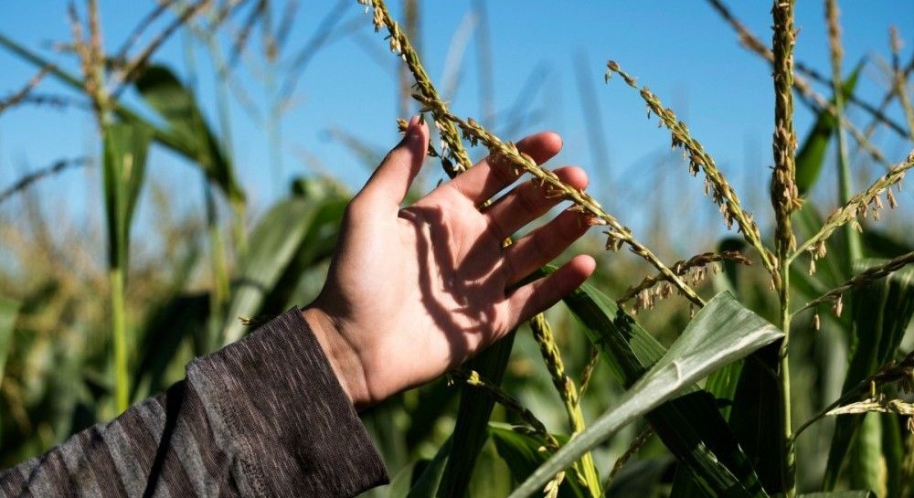 China traders cancel U.S. corn cargoes, buy from Ukraine – media