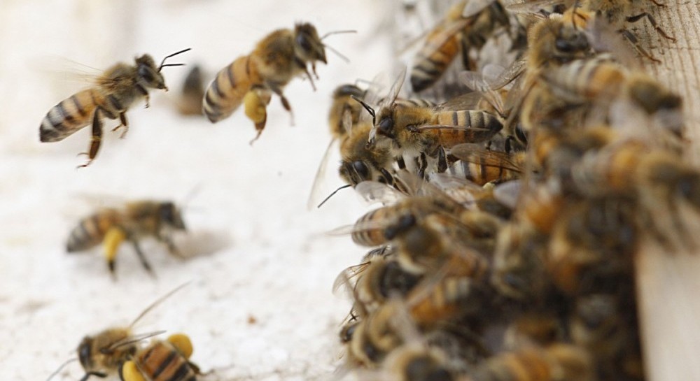 Ukraine's Carpathian bees to reinforce Canadian bee populations ...
