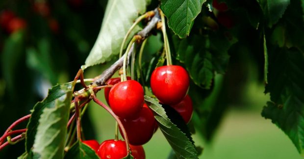 Experts forecast record high cherry crop in Ukraine in 2019