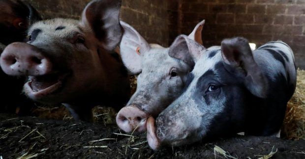 Swine fever outbreak reported in Ukraine's Lviv region