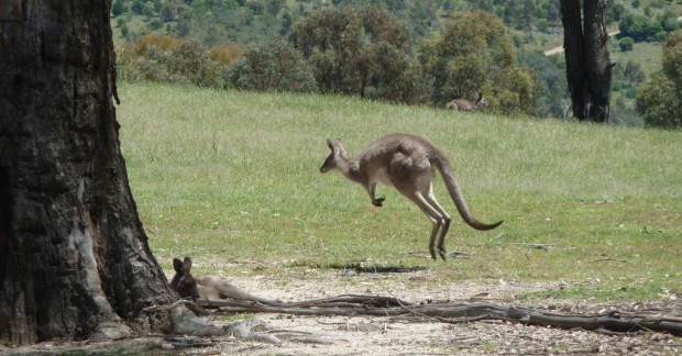 Ученые выяснили, когда кенгуру научились прыгать | УНИАН