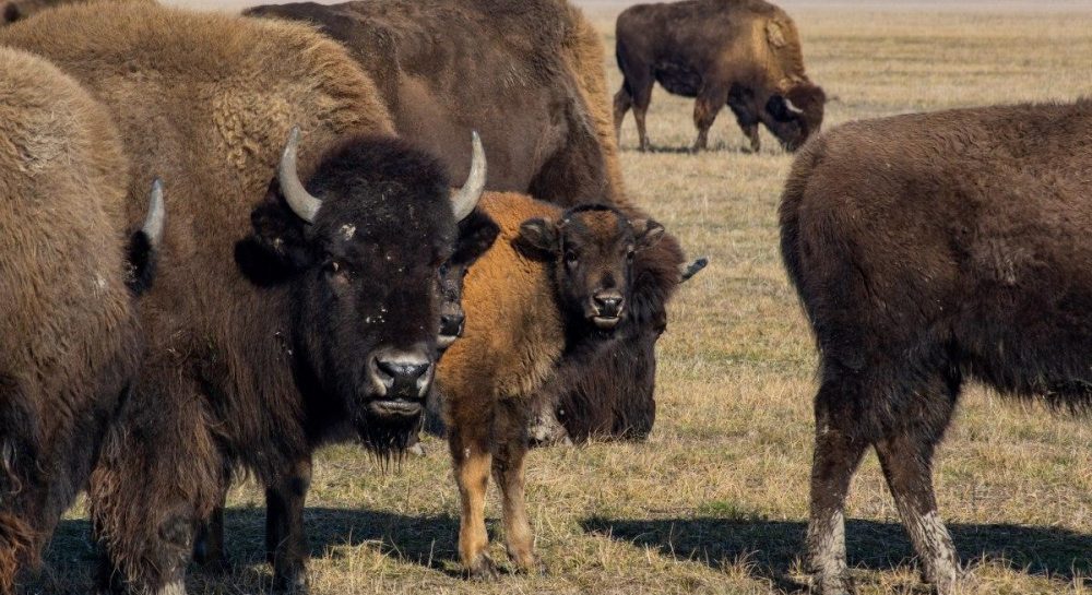 Bison calves in Ukraine's Askania-Nova reserve - UNIAN Photoreport