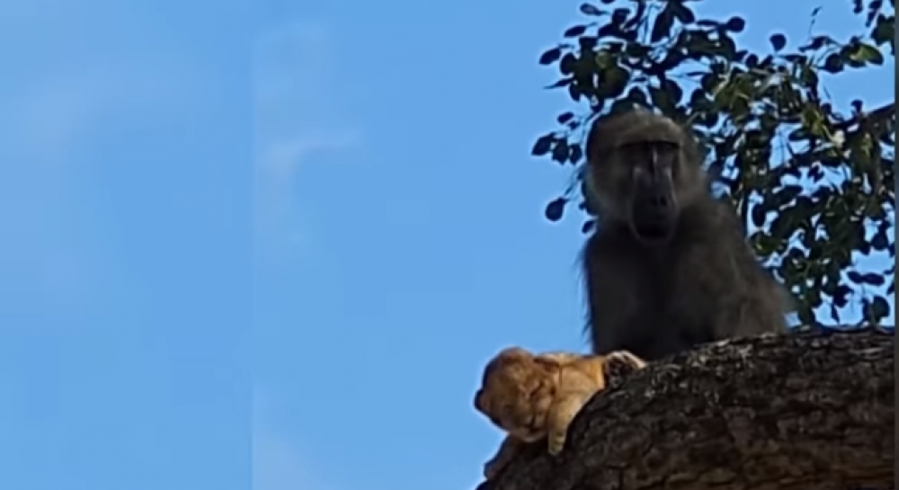 "Lion King" in real life: baboon steals cub from pride (Video) | UNIAN