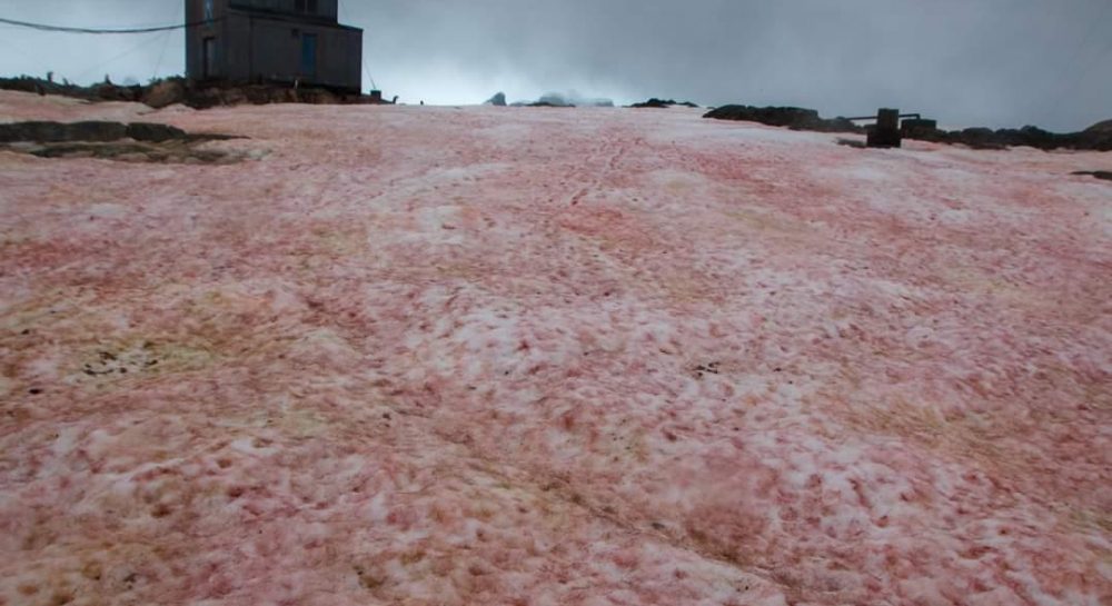 Snow algae in Antarctica - UNIAN Photoreport