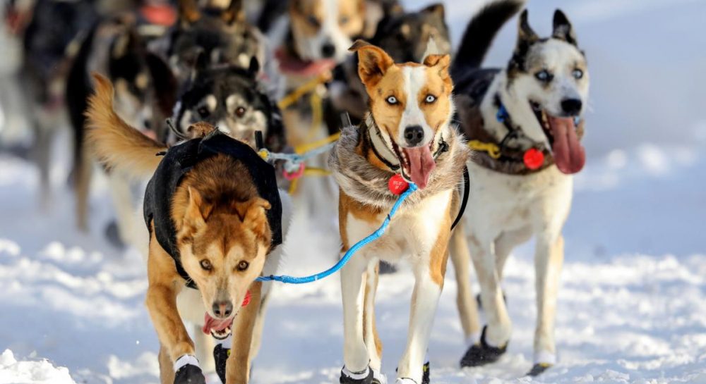 Dog sled race in Alaska - UNIAN Photoreport