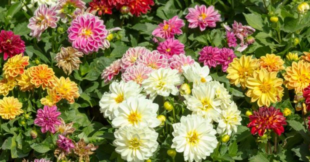 Как правильно выбрать георгины - советы перед покупкой — УНИАН