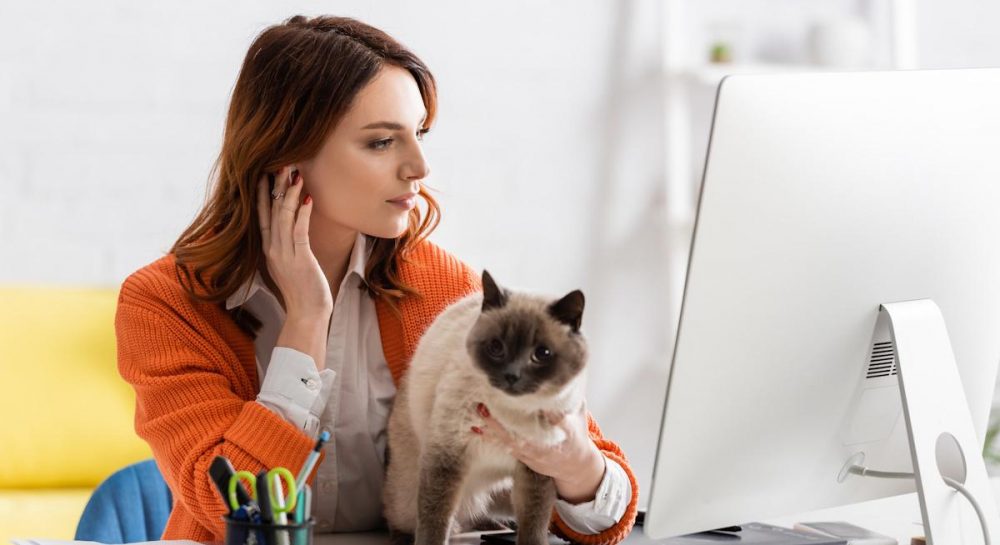 Японская IT-компания Qnote взяла на работу 10 котов — УНИАН