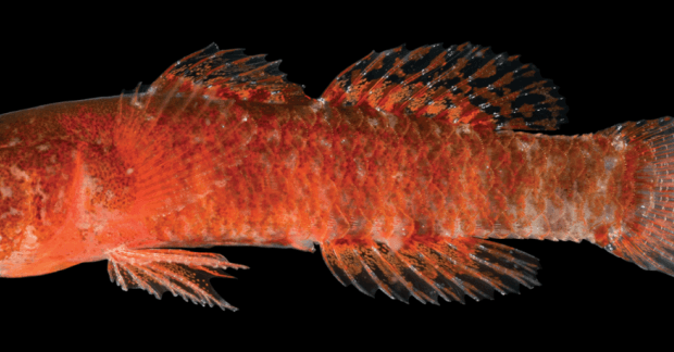 Новый вид "довольно несчастной" рыбы назвали "сварливым бычком-карликом"