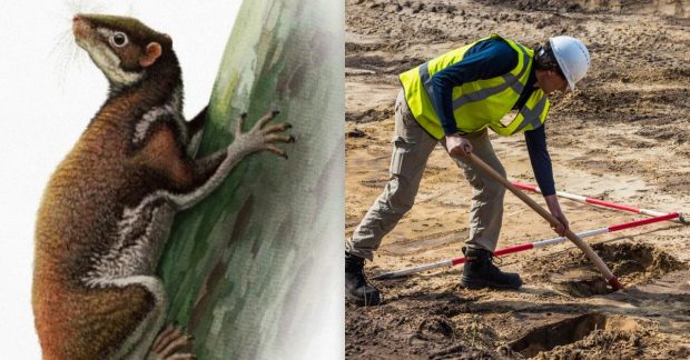 Археологічні розкопки - вчені знайшли рештки тварини, яка може бути ...