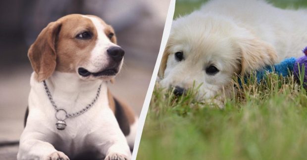 Calmest Dog Breeds: 13 Non-Aggressive Breeds - News Directory 3